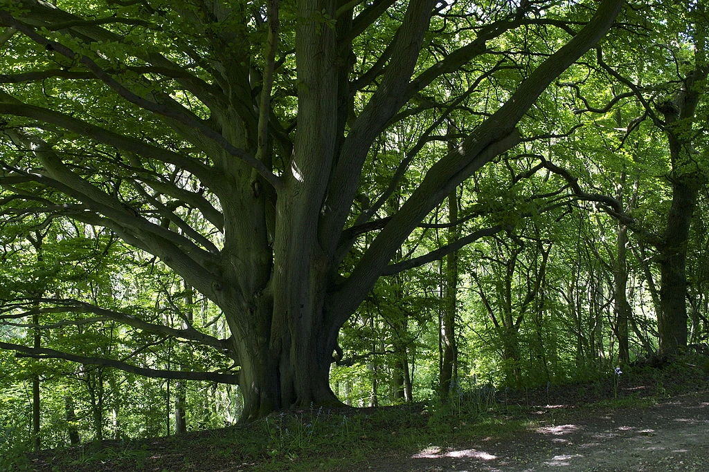 Category:Systems | Duncton Wood Wiki | Fandom