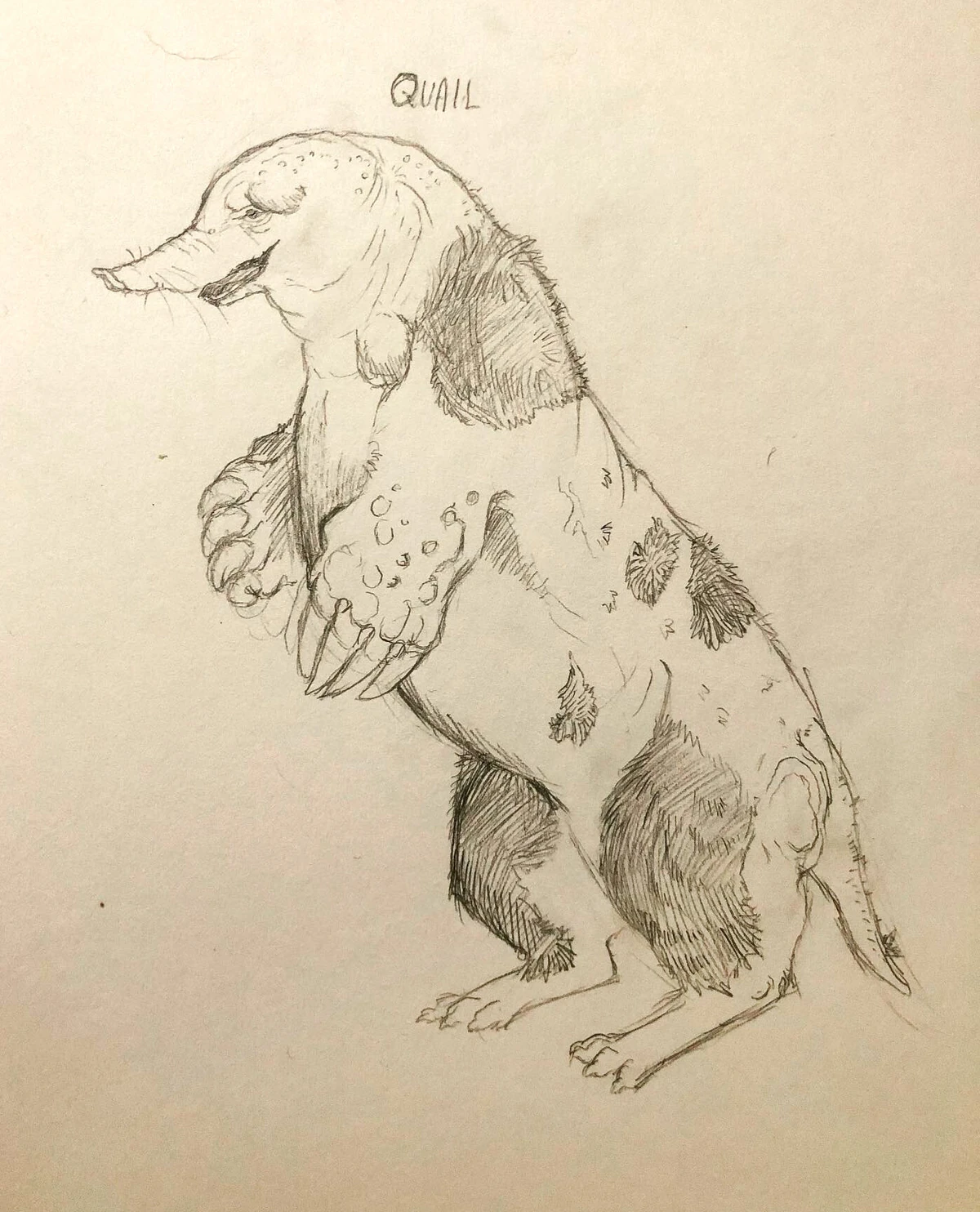 Quail | Duncton Wood Wiki | Fandom