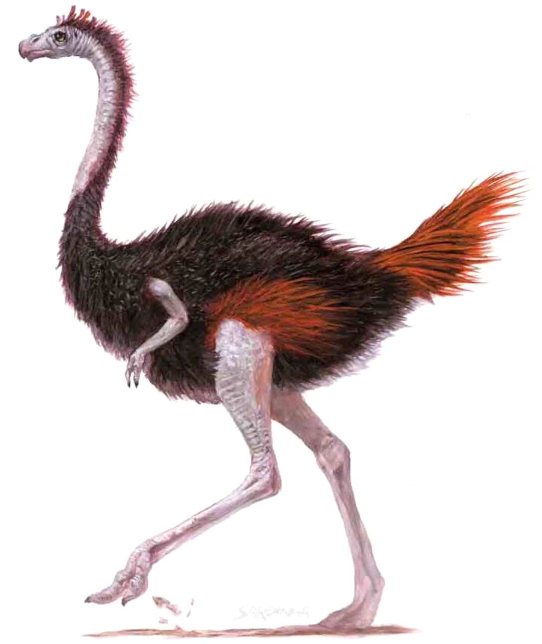 Abrian | Wiki Dungeons & Dragons Esp | Fandom