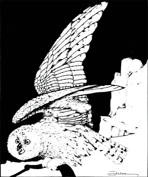 Giant Owl | Dungeons & Dragons: Realms of the Forgotten Wiki | Fandom Giant Owl | Dungeons & Dragons: Realms of the Forgotten Wiki | Fandom
