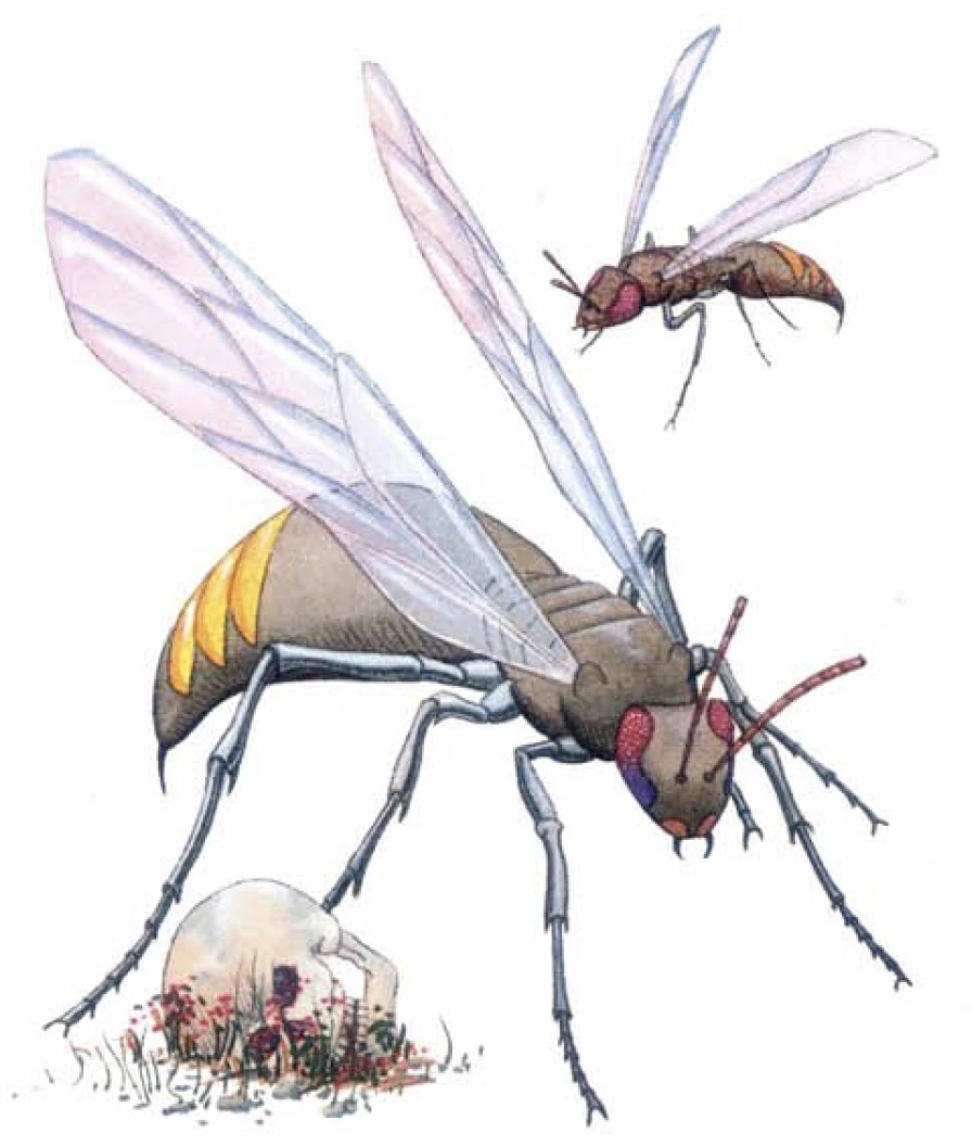 Giant Wasp | Dungeons & Dragons: Realms of the Forgotten Wiki | Fandom Giant Wasp | Dungeons & Dragons: Realms of the Forgotten Wiki | Fandom