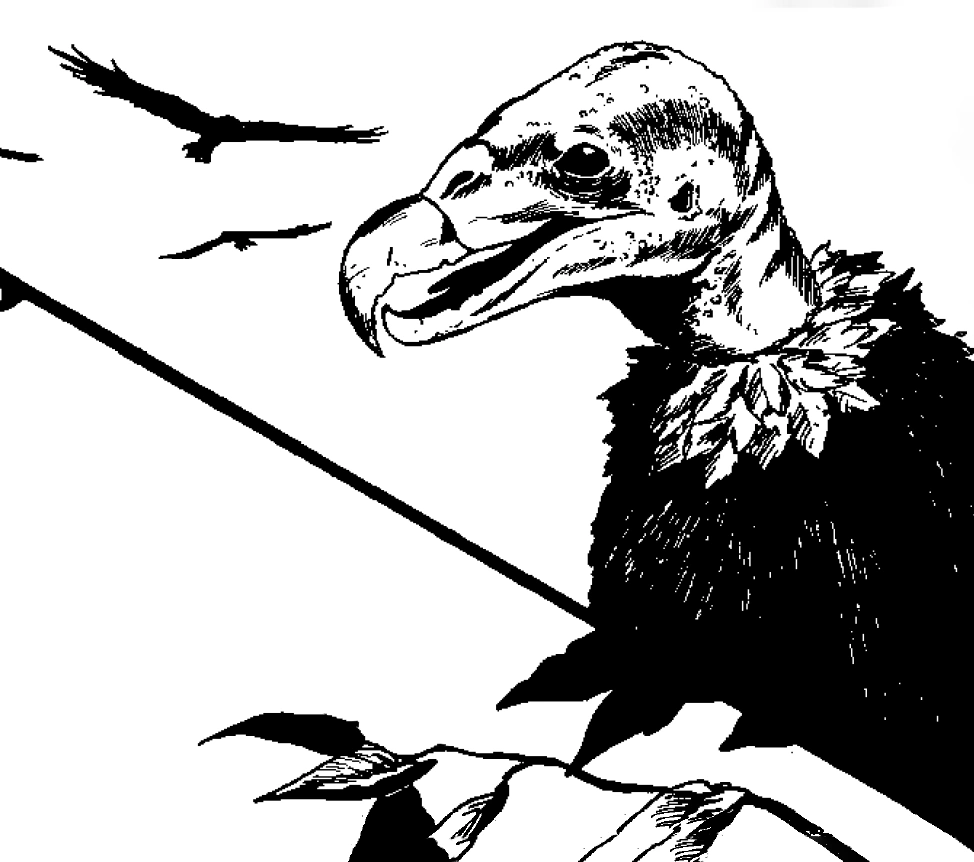 Vulture | Dungeons & Dragons: Realms of the Forgotten Wiki | Fandom