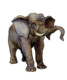Elephant | Dungeons & Dragons: Realms of the Forgotten Wiki | Fandom
