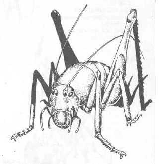 Cave cricket | Dungeons and Dragons Wiki | Fandom