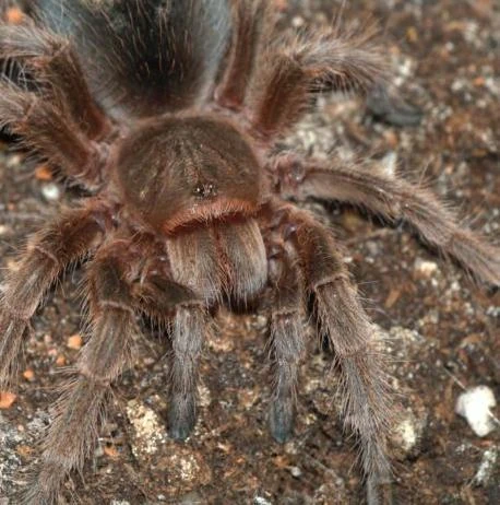 Arachonomicon; the Book of Spiderkind (4e Sourcebook)/All About ...