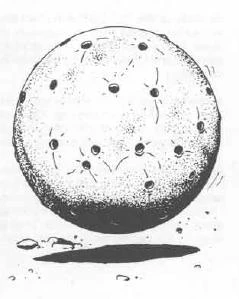 Ascomoid | Dungeons and Dragons Wiki | Fandom