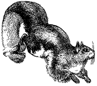 Squirrel, Flying (3.5e Monster) | Dungeons and Dragons Wiki | Fandom
