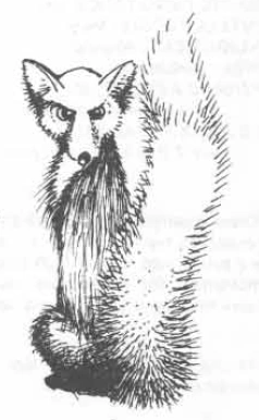 Hoar fox | Dungeons & Dragons Lore Wiki | Fandom