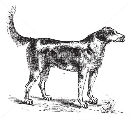 Dog | Dungeons & Dragons Lore Wiki | Fandom