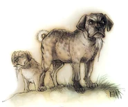 Foo creature | Dungeons & Dragons Lore Wiki | Fandom