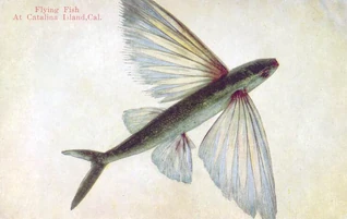 Dire flying fish | Dungeons & Dragons Lore Wiki | Fandom