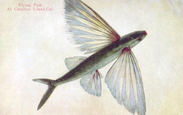 Dire flying fish | Dungeons & Dragons Lore Wiki | Fandom