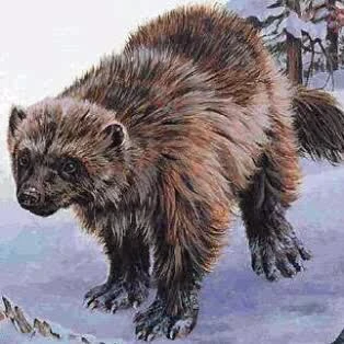 Dire wolverine | Dungeons & Dragons Lore Wiki | Fandom