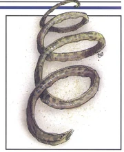 Lythlyx | Dungeons & Dragons Lore Wiki | Fandom