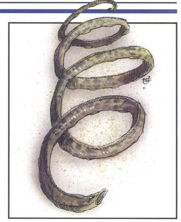 Lythlyx | Dungeons & Dragons Lore Wiki | Fandom