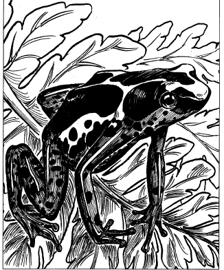Poisonous frog | Dungeons & Dragons Lore Wiki | Fandom