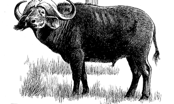 Buffalo | Dungeons & Dragons Lore Wiki | Fandom