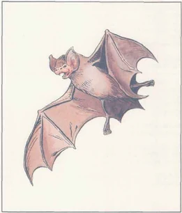 Common bat | Dungeons & Dragons Lore Wiki | Fandom