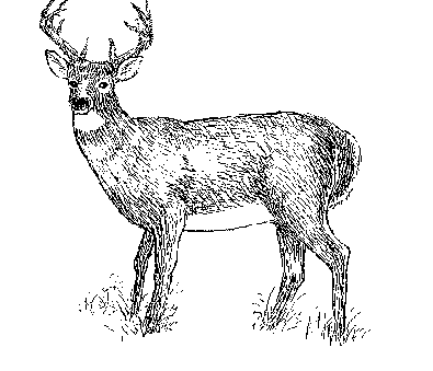 Deer | Dungeons & Dragons Lore Wiki | Fandom