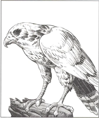 Fire falcon | Dungeons & Dragons Lore Wiki | Fandom