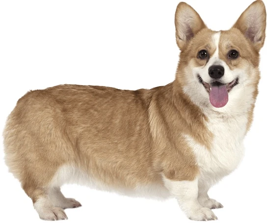 Cora | Duo-Franchise Wiki | Fandom