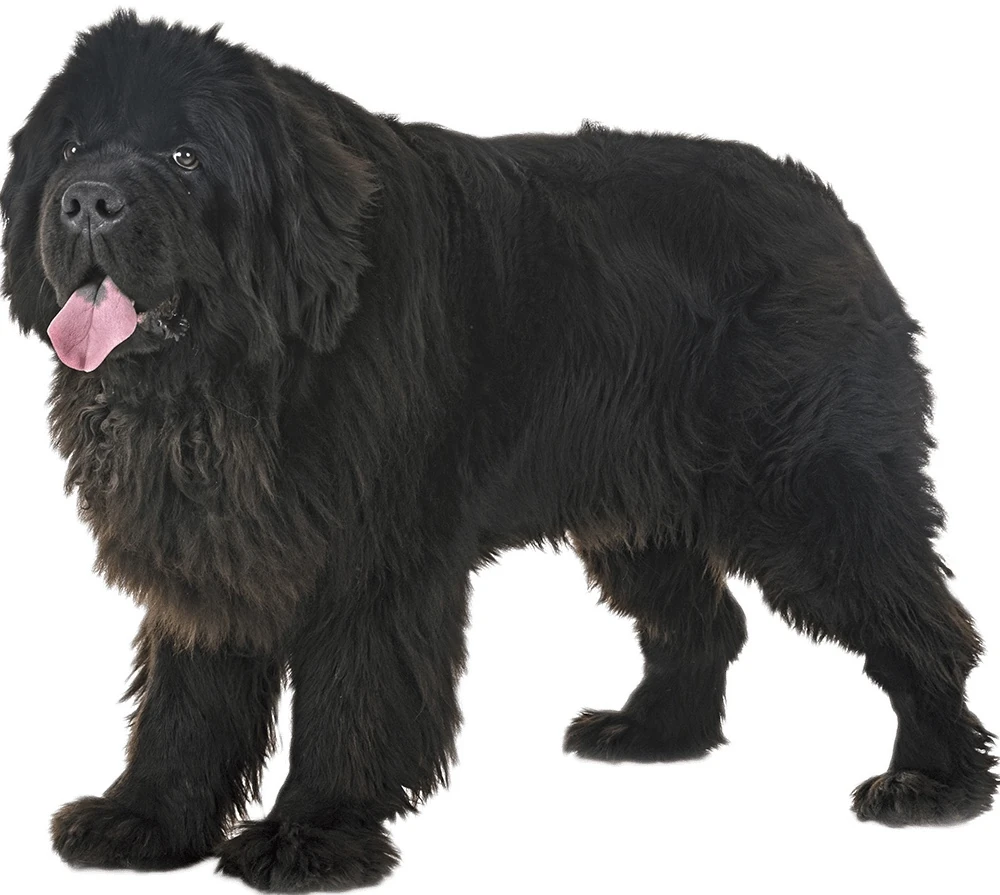 Lincoln | Duo-Franchise Wiki | Fandom