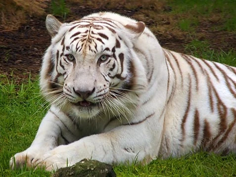 White Tiger | Durability Story Wiki | Fandom