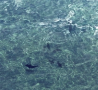 Рыба (Fish) | Durango Wiki | Fandom