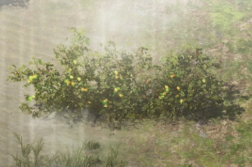 Гроздь ягод (Feather Fruit) | Durango Wiki | Fandom