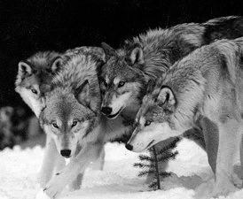 Garou Tribes | Dusk Wiki | Fandom