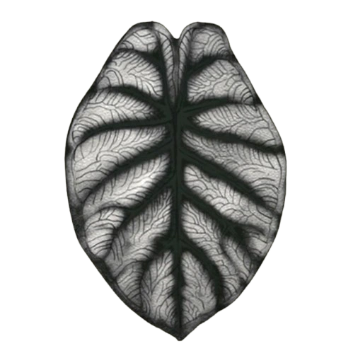 Alocasia Silver Dragon | Dustbunny Wiki | Fandom