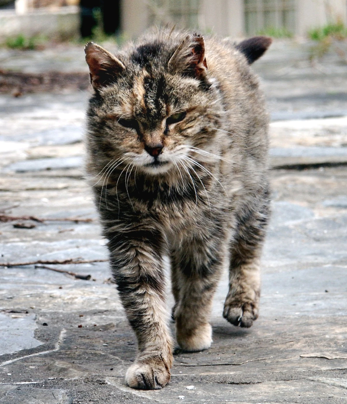 Кіт (Cat) | Вікі Dwarf Fortress українською | Fandom