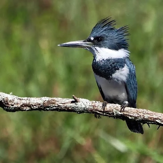 Found this bird in the swamps of Bibble’s Field | Fandom