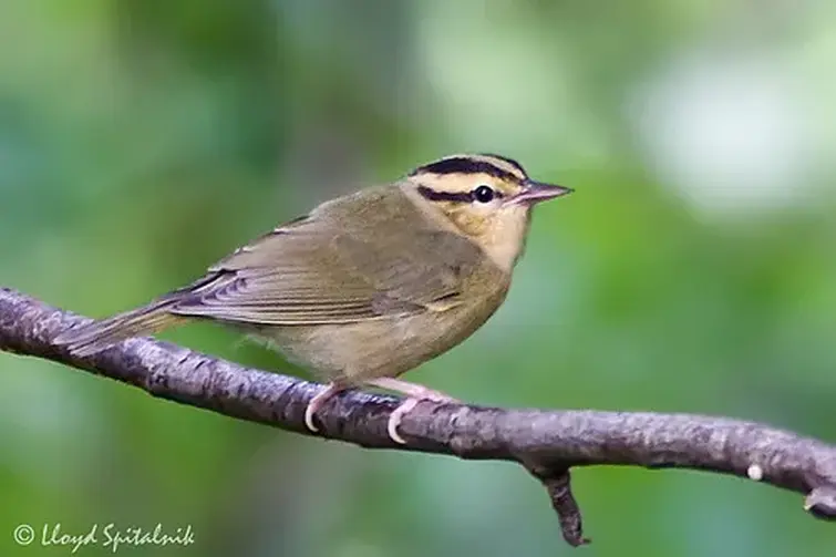 Discuss Everything About Dog Man Wiki | Fandom