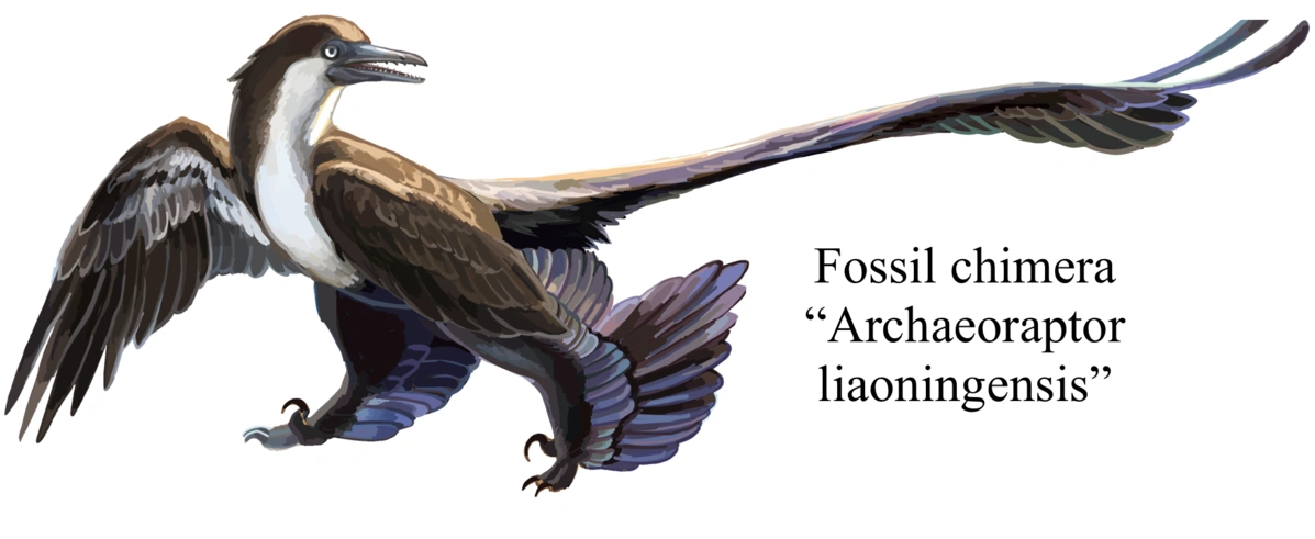 can someone add this to the archaeoraptor page? | Fandom