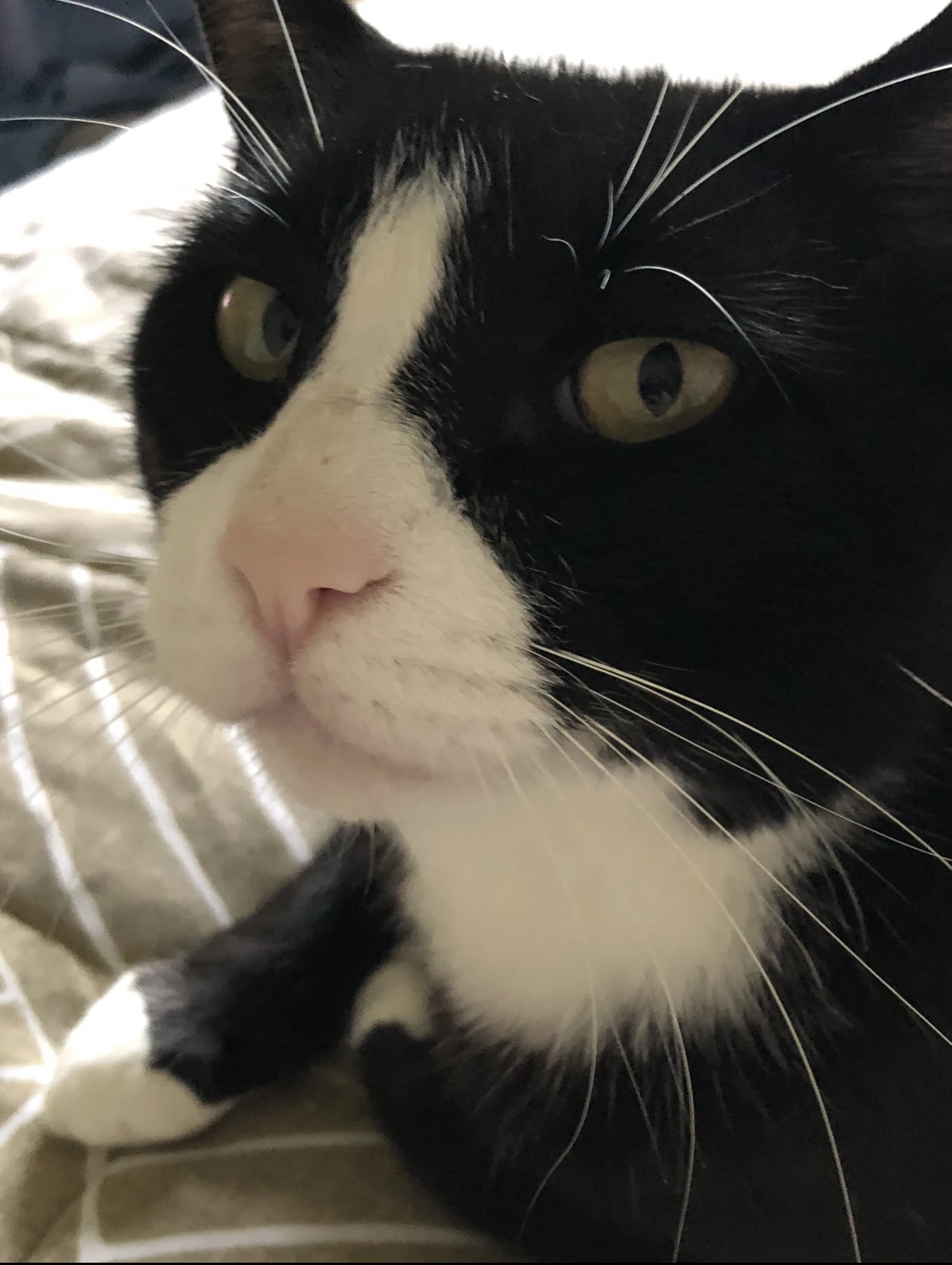 punchy animal crossing irl????? | Fandom