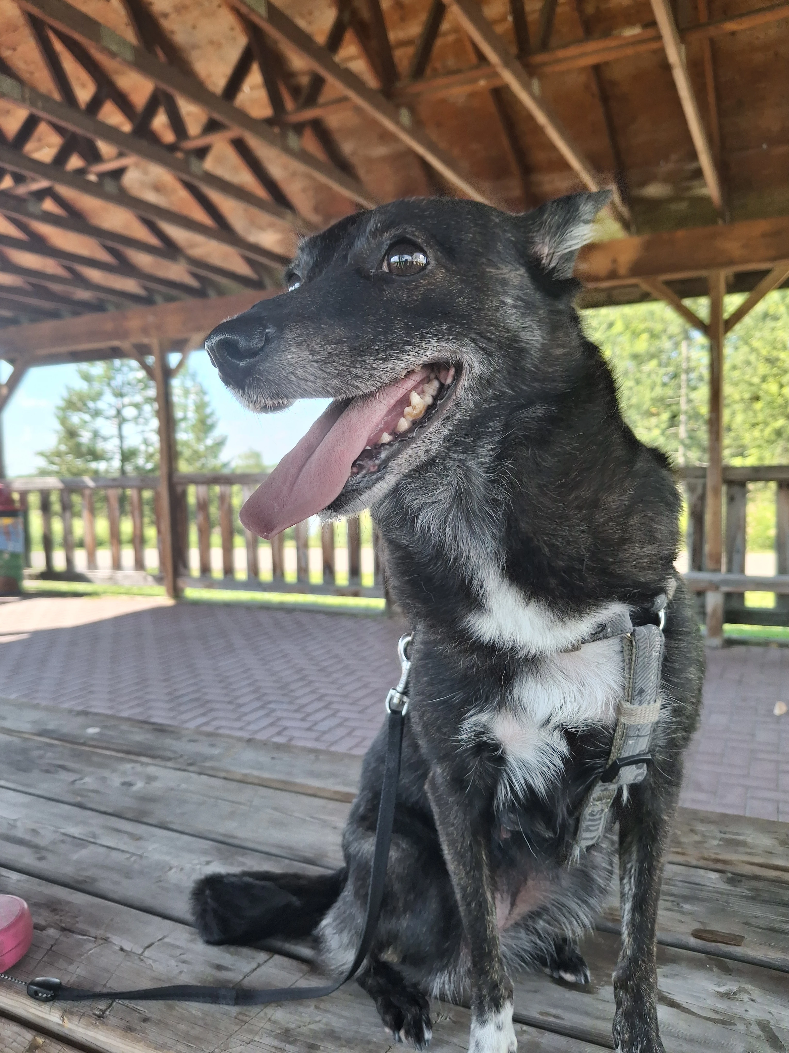 Photo of my dog :) | Fandom