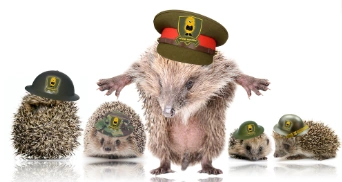 Some pics from the hedgehog army | Fandom