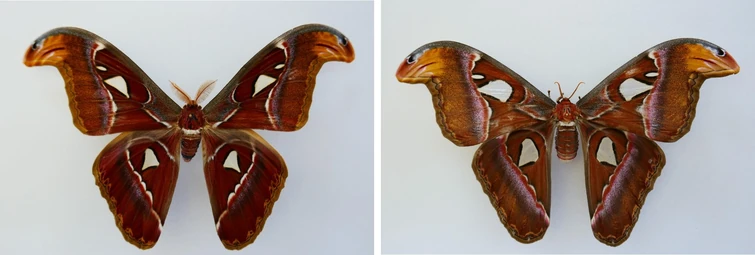 Mothra, Slither wing and Atlas [Sal's moths] | Fandom