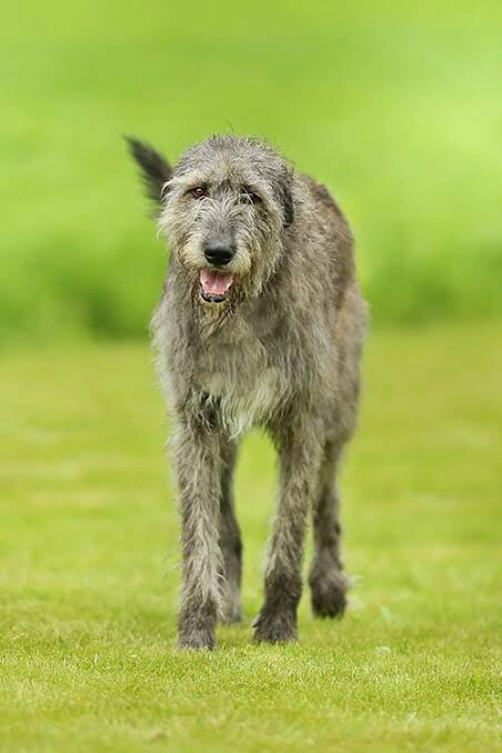 What dog was Ragnar walking in ep 1? | Fandom