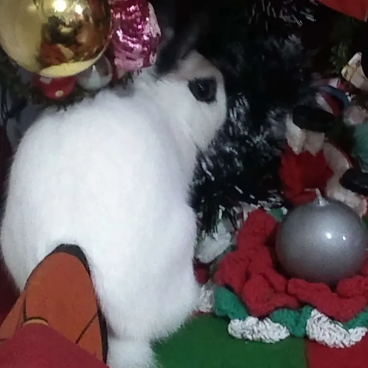 All posts by Number1GrimFoxyFan | Fandom