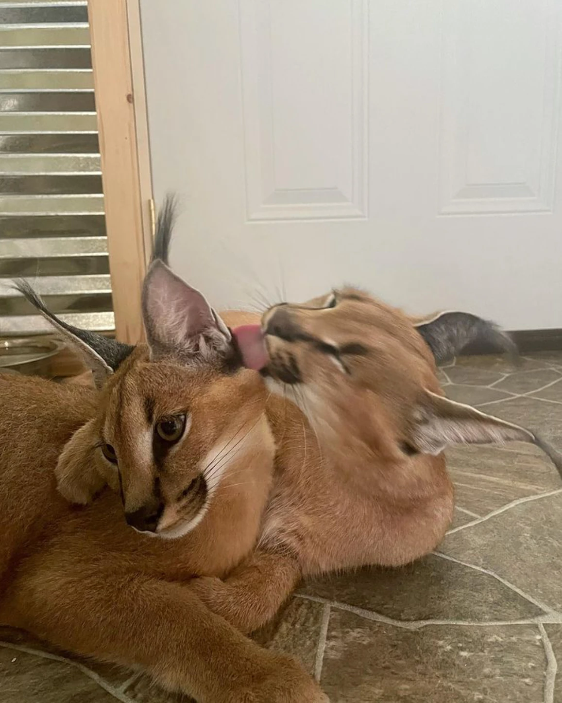 Floppa:) #4 | Fandom