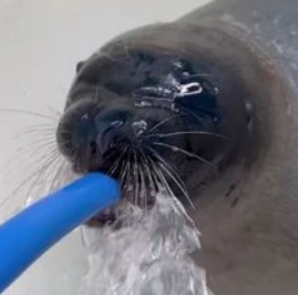 ooo wee oo im looking for themed woodlumas | Fandom