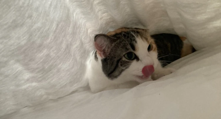 Daily Cat Image #617 | Fandom