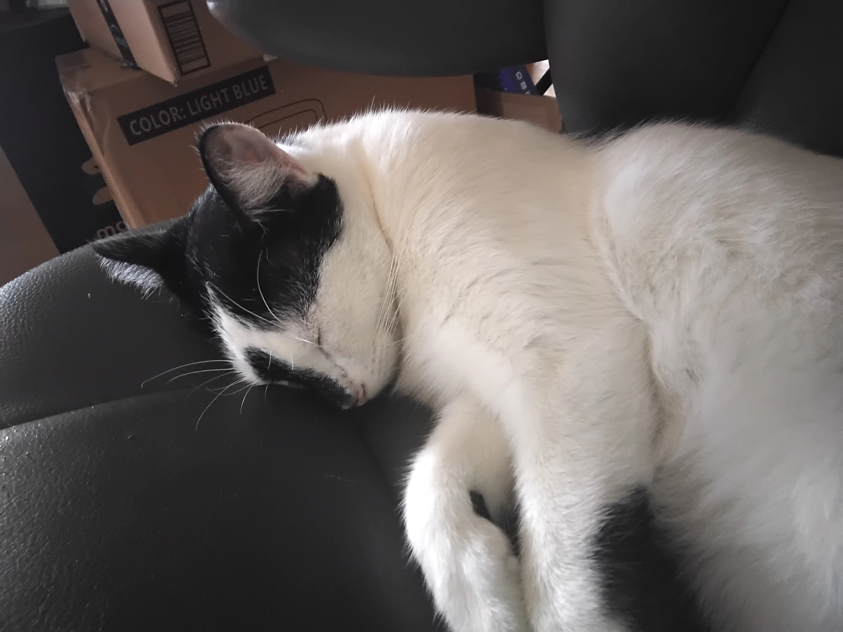 👏💥 KITTY | Fandom