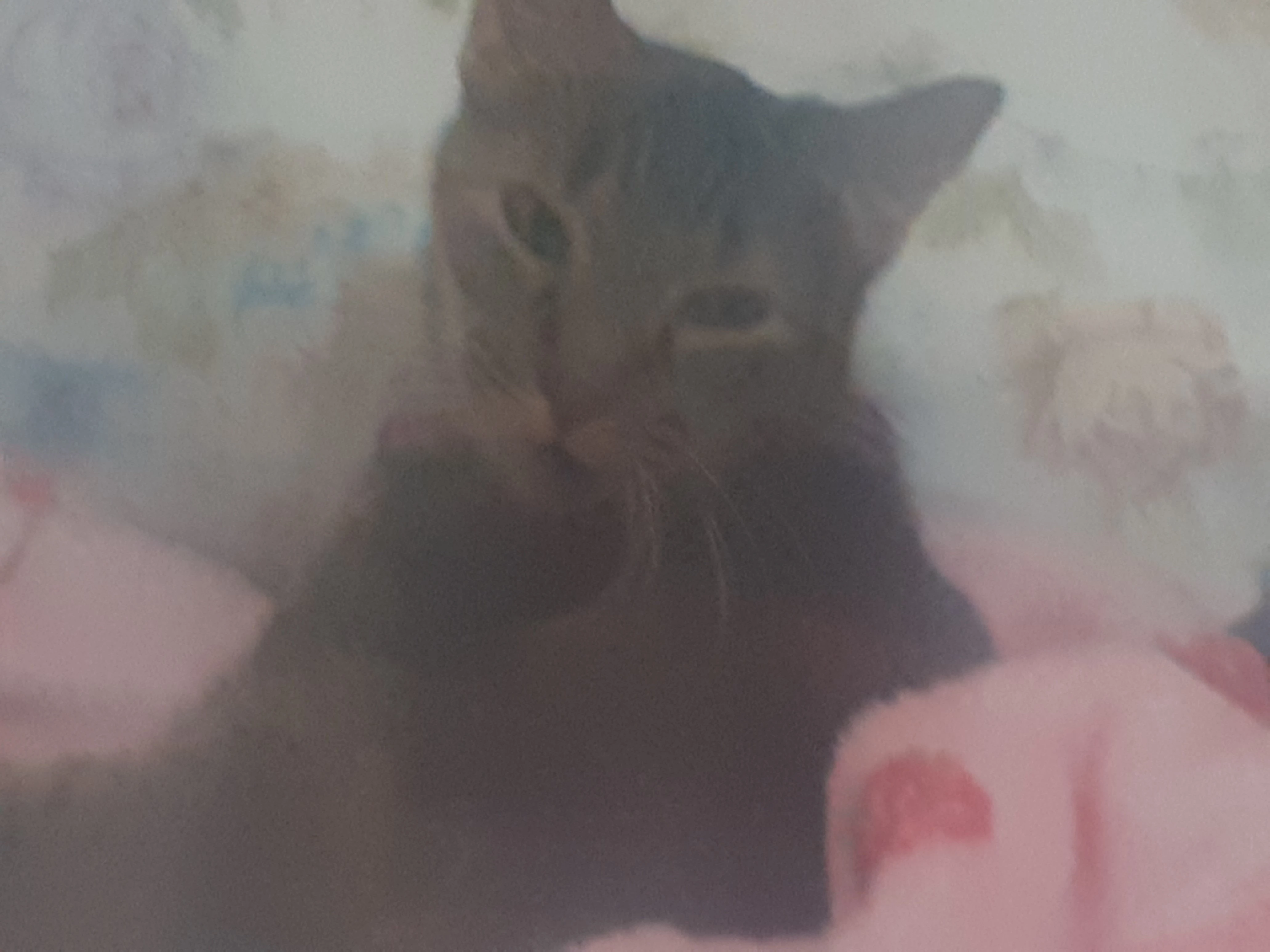 the skrunkle | Fandom