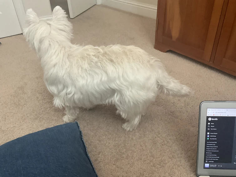 Dogdogdogdog | Fandom