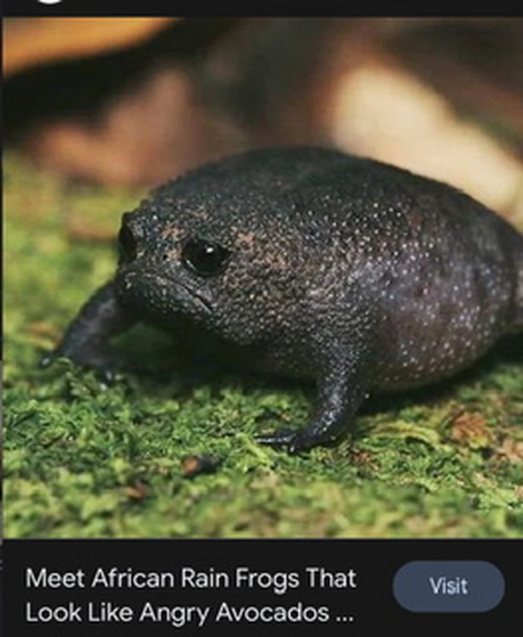 I want a dragon concept based on this specific frog | Fandom