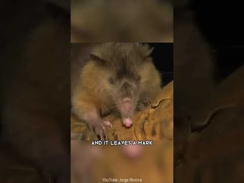 The Solenodon: an animal I just discovered today! | Fandom