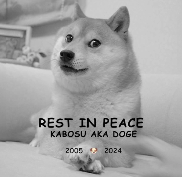 R.I.P doge :( | Fandom